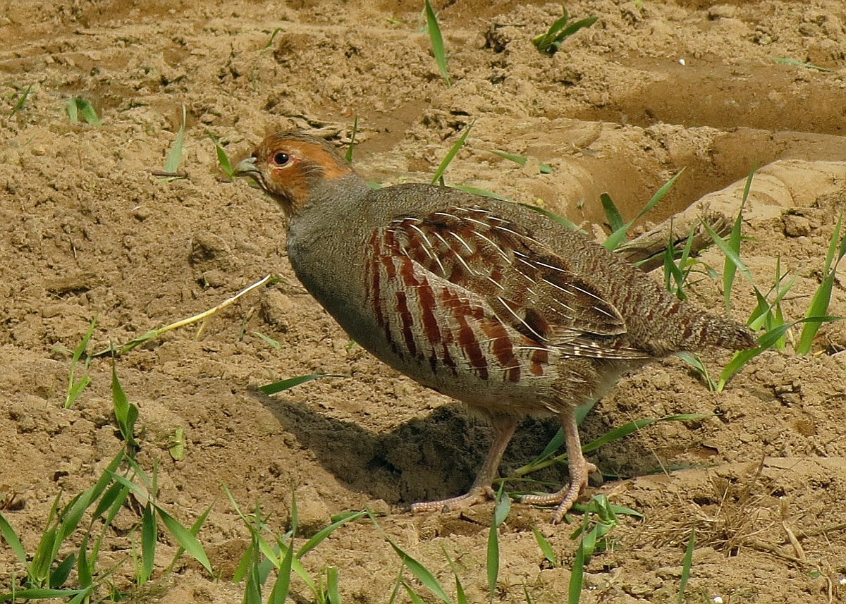 Perdix perdix, Grey Partridge